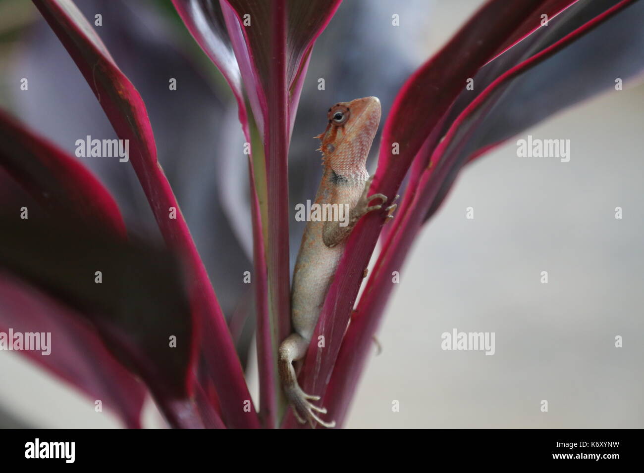 Sri Lankan Kangaroo Lizard (Otocryptis Wiegmanni) in Sri lanka Stock ...