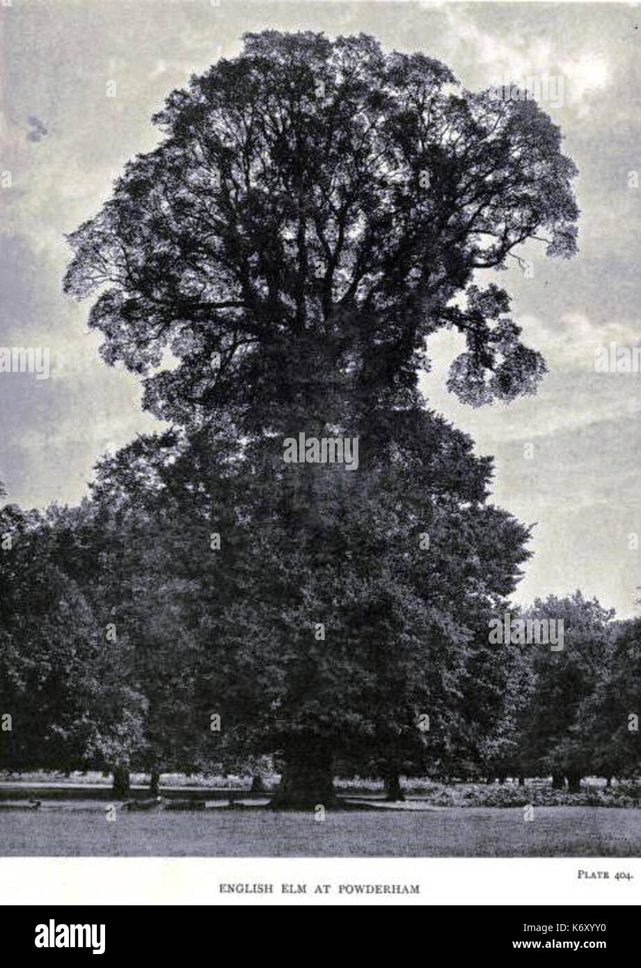 English elm hi-res stock photography and images - Alamy