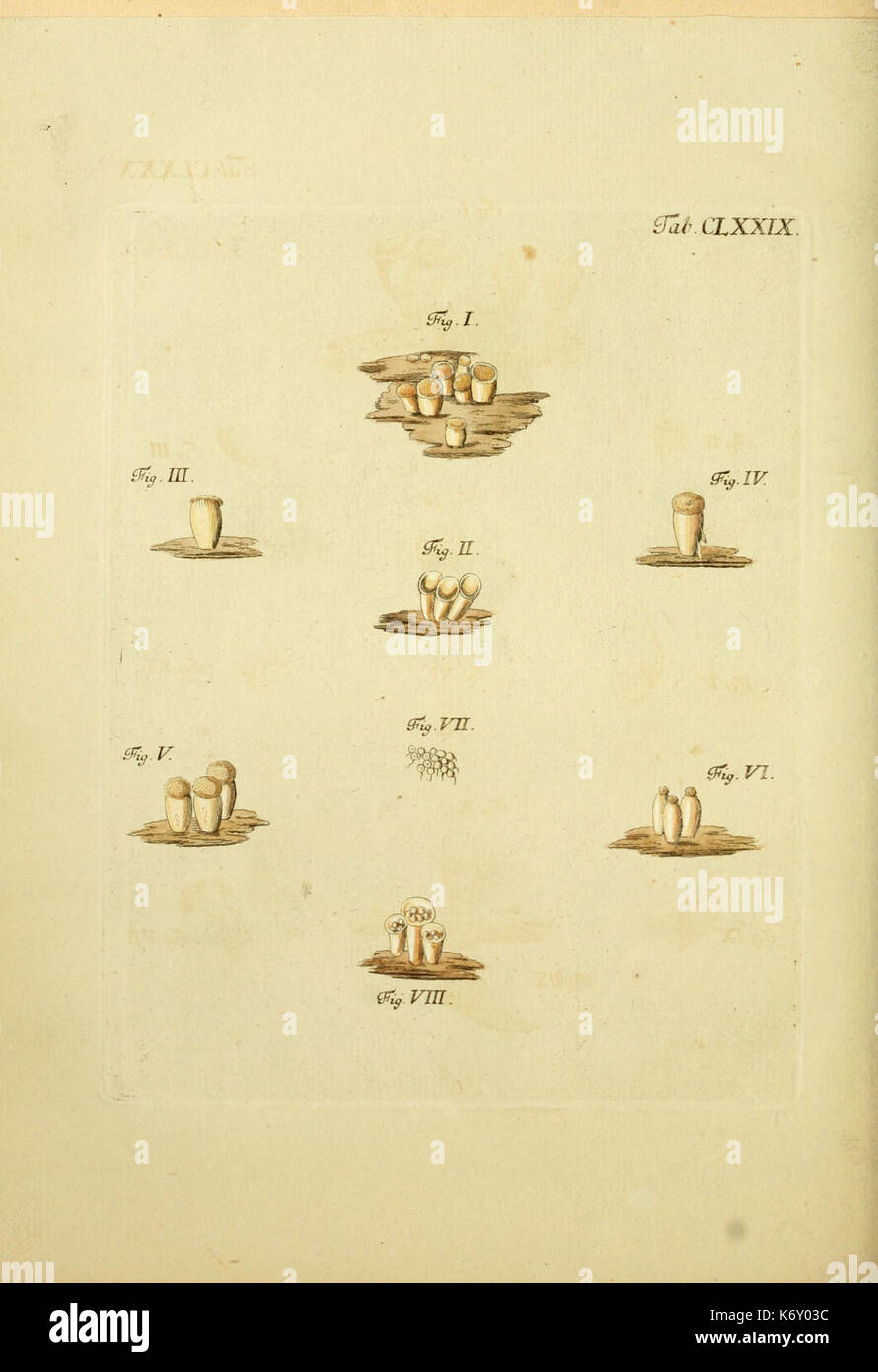 Fungorum qui in Bavaria et Palatinatu circa Ratisbonam nascuntur icones ...