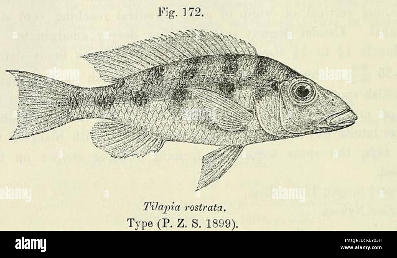 Fossorochromis rostratus hi-res stock photography and images - Alamy