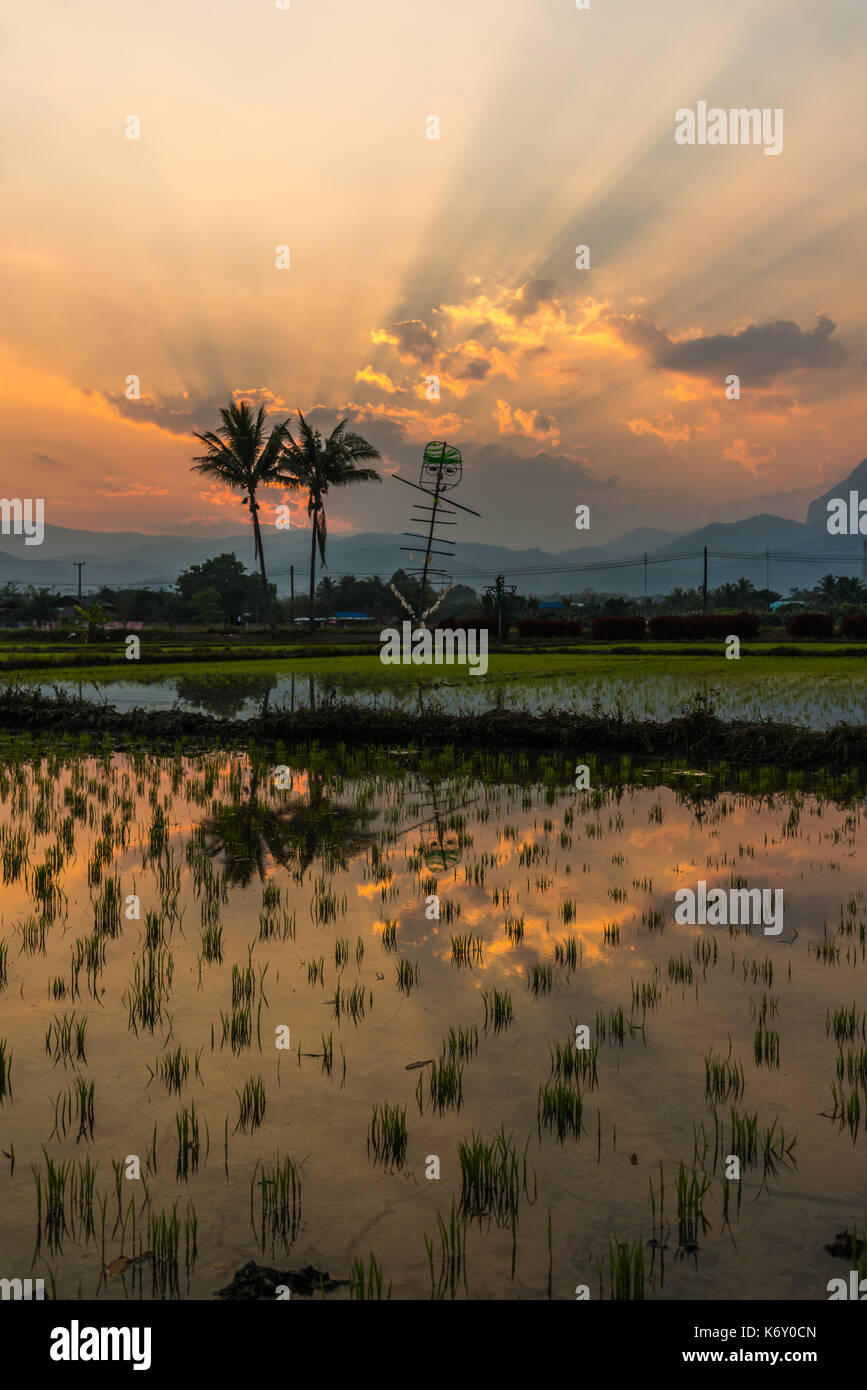 Rice paddy field agriculture scarecrow hi-res stock photography and ...