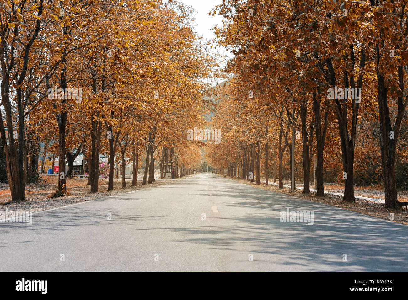 Street and public park in autumn colors for Natural backdrop design ...