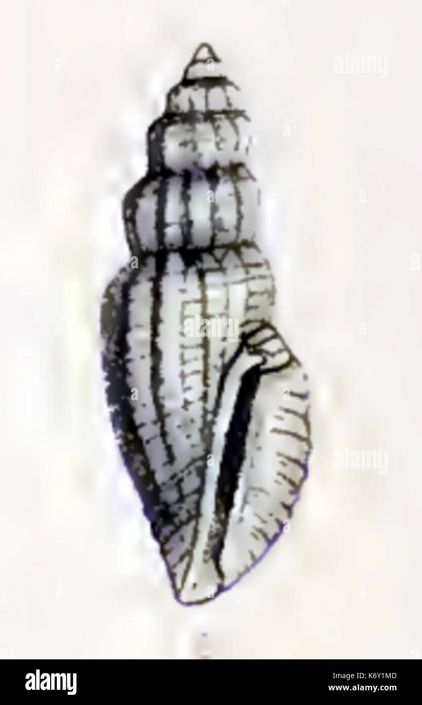 Eucithara dealbata 001 Stock Photo - Alamy