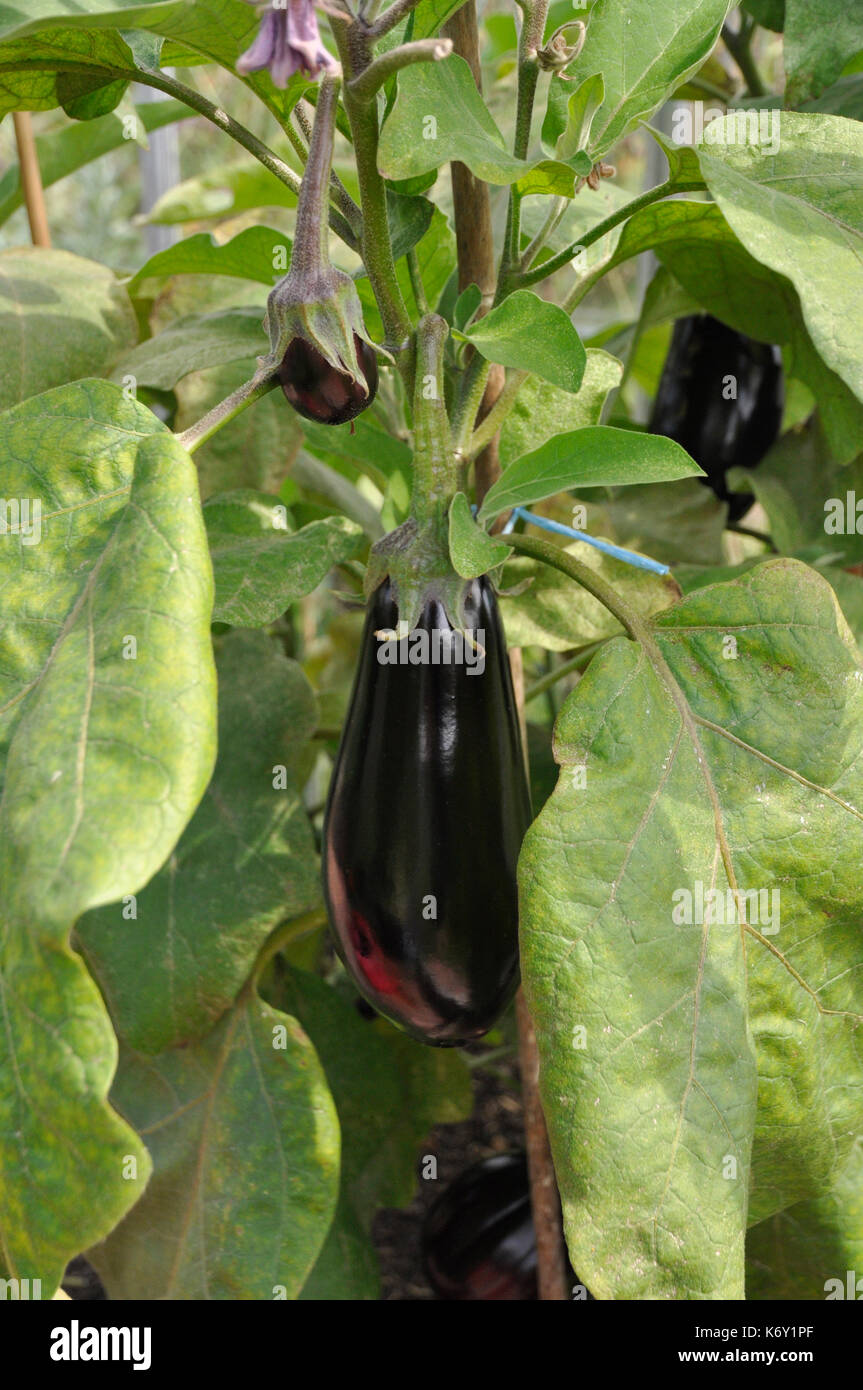Aubergine plant hi-res stock photography and images - Alamy