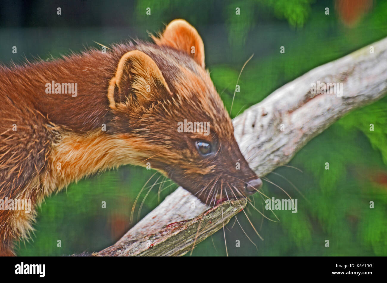 Martin head hi-res stock photography and images - Alamy