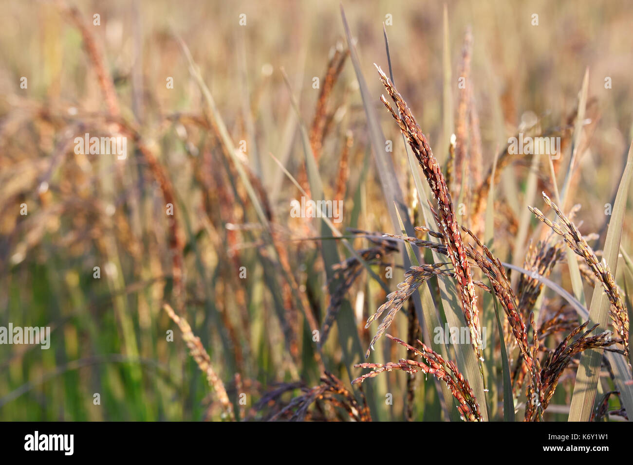 Black glutinous rice (purple rice) field with flower Stock Photo - Alamy