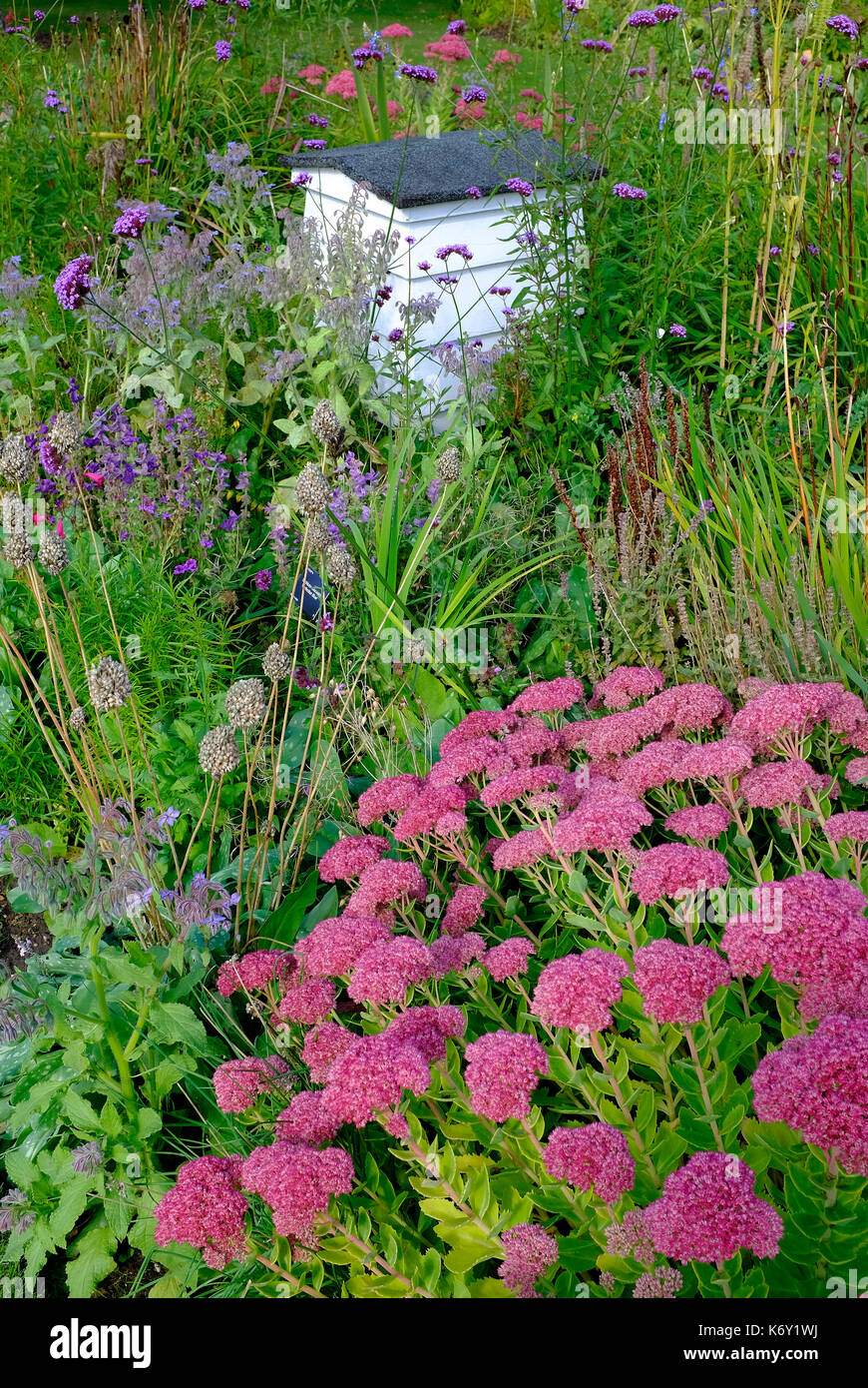 white painted bee hive in garden flower bed, cambridge, england Stock ...