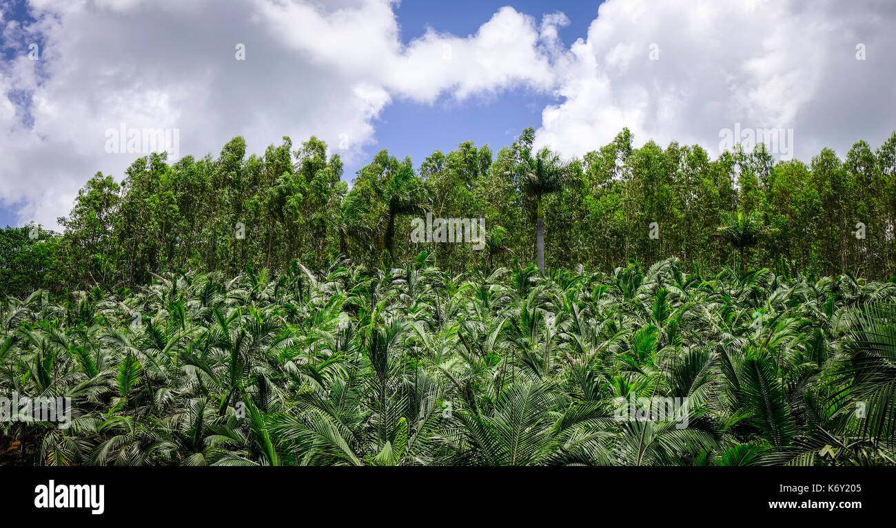 Coconut palm tree plantation in Mauritius Island. Mauritius, an Indian ...
