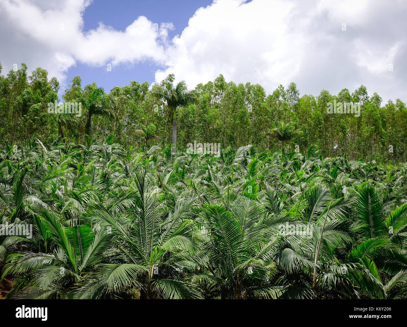 Coconut palm tree plantation at summer in Mauritius Island. Mauritius ...