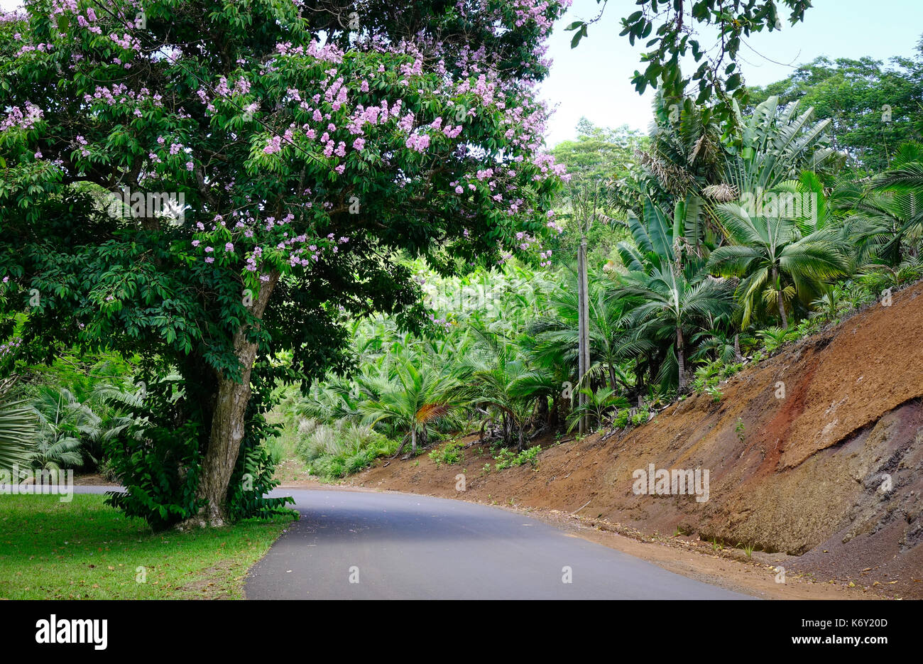 Mountain road at Chamarel National Park in Mauritius Island Stock Photo ...