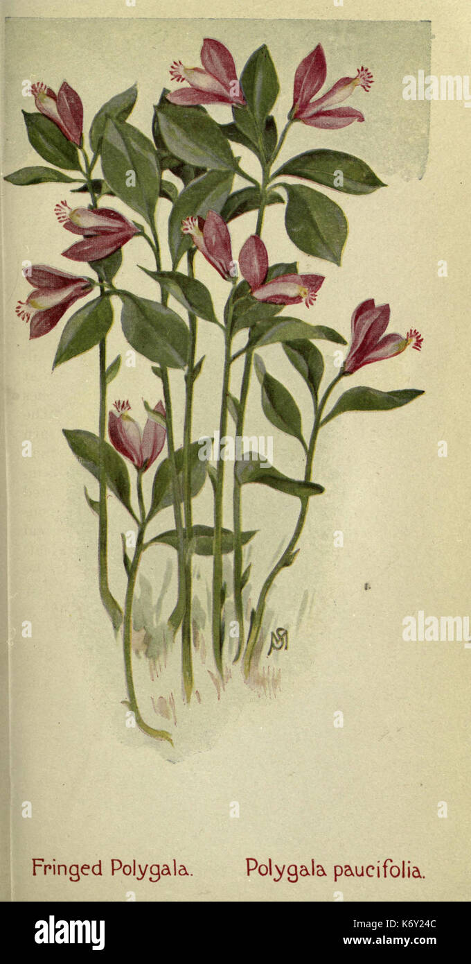 Botanical field guide hi-res stock photography and images - Alamy
