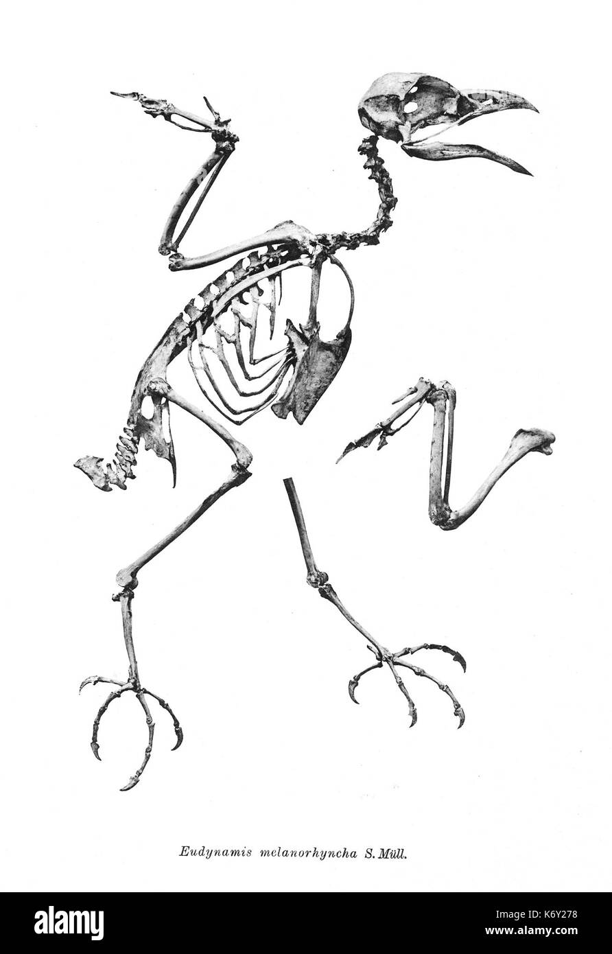 Eudynamys hi-res stock photography and images - Alamy