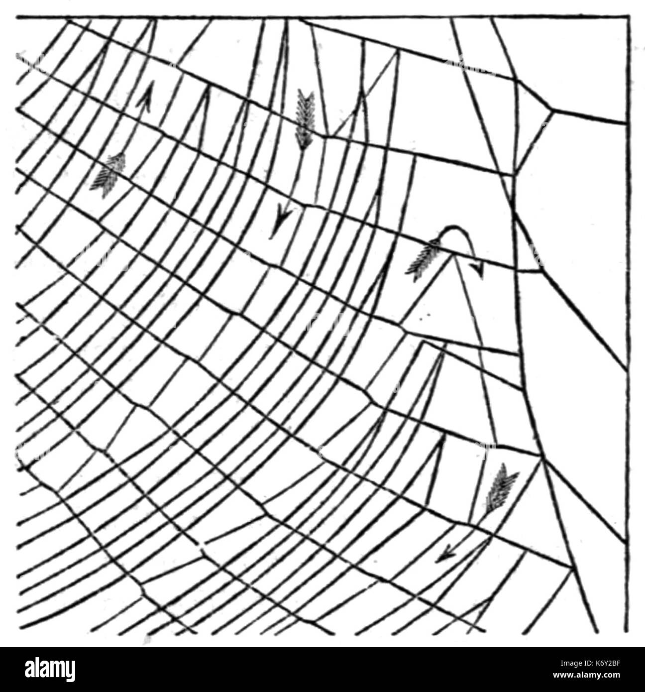 Animal structure study Cut Out Stock Images & Pictures - Alamy