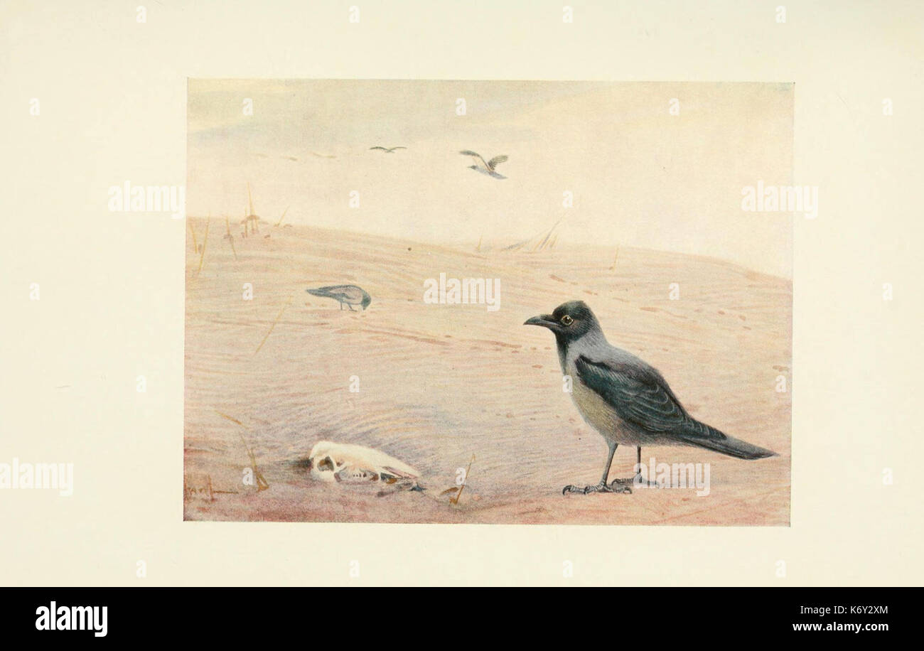 Birds nile river hi-res stock photography and images - Alamy