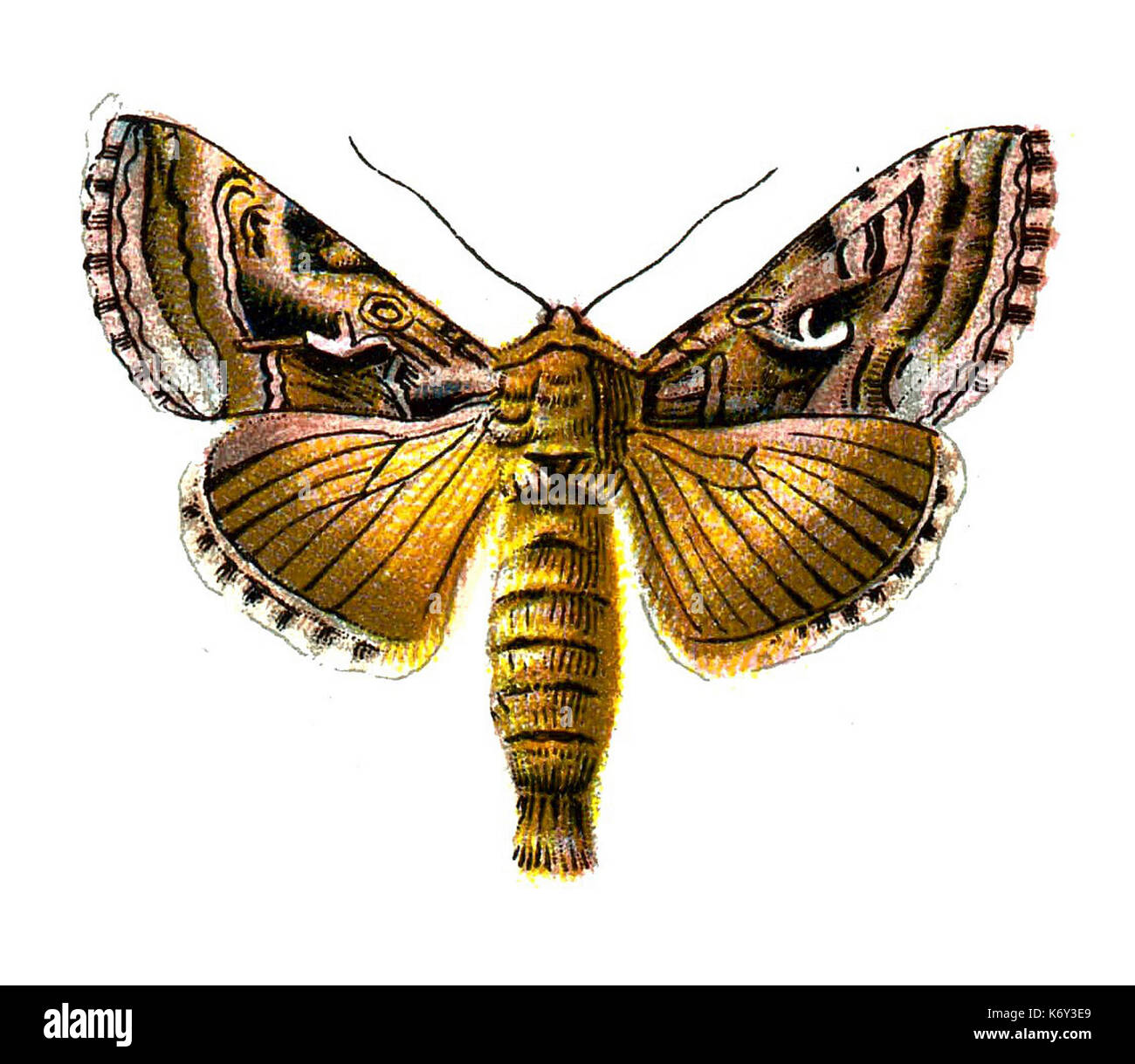 Ipsilon agrotis hi-res stock photography and images - Alamy