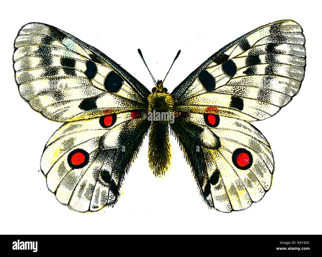 Apollo butterfly Cut Out Stock Images & Pictures - Alamy