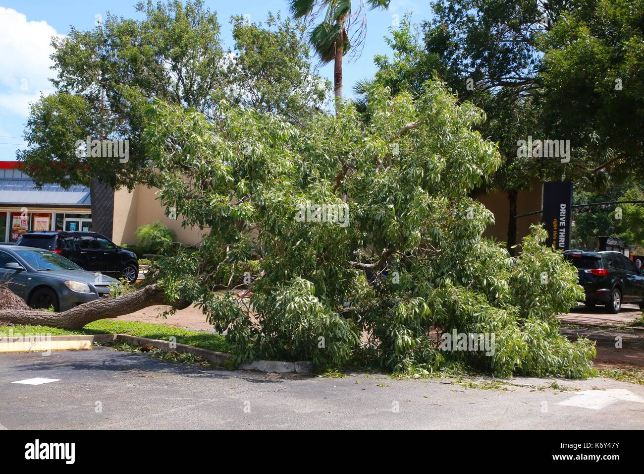 Trees Collapsed from Hurricane Irma in Publix Parking Lot Stock Photo ...