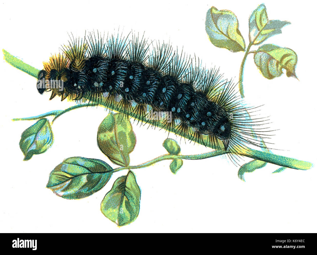 Caterpillar family Cut Out Stock Images & Pictures - Alamy