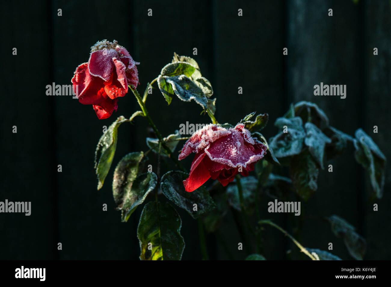 Frost on red roses Stock Photo - Alamy