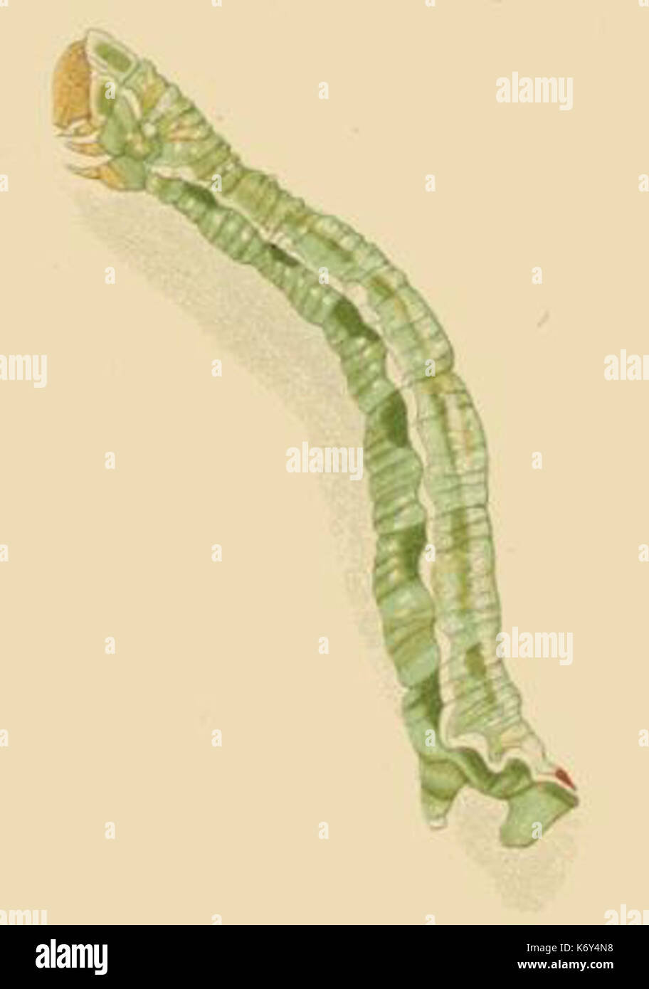 Eupithecia druentiata larva Stock Photo - Alamy