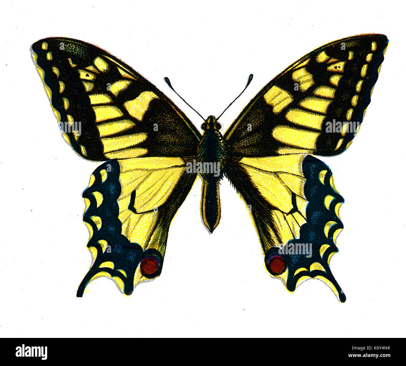 Old book vintage anatomy Cut Out Stock Images & Pictures - Alamy