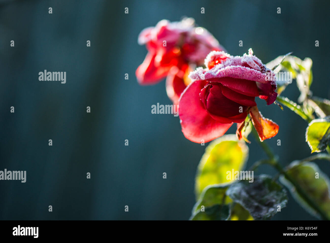 Rose Petals Frost High Resolution Stock Photography and Images - Alamy