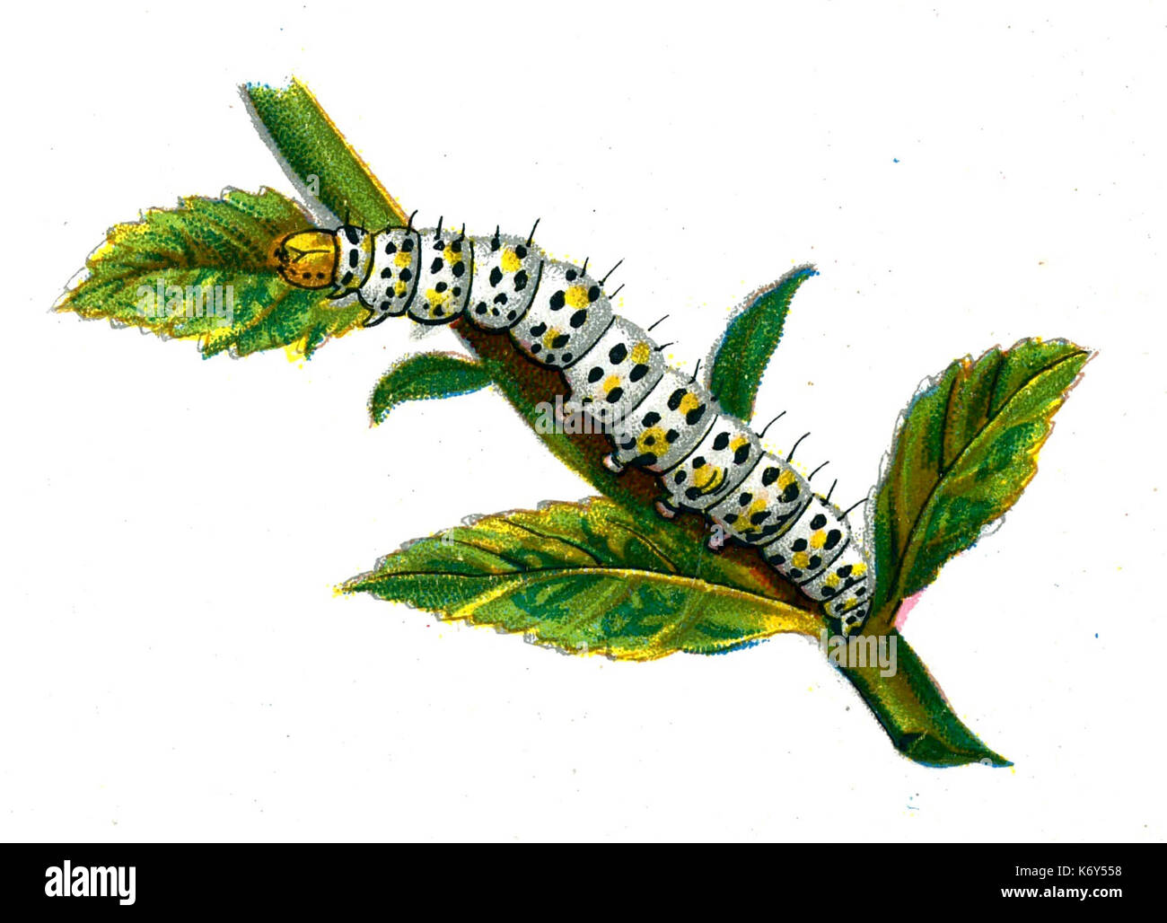 Caterpillar stage Cut Out Stock Images & Pictures - Alamy