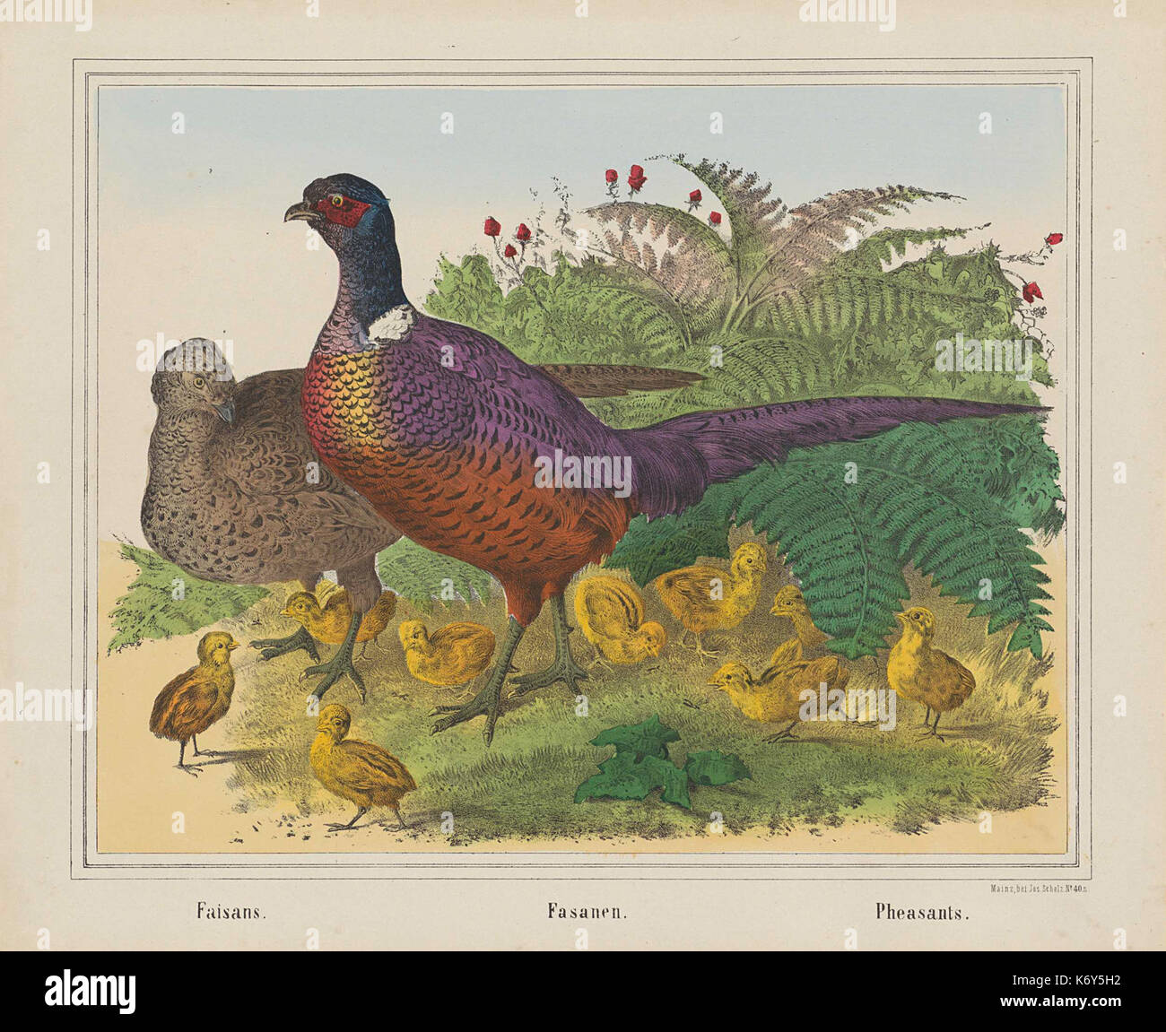 Fasanen hi-res stock photography and images - Alamy