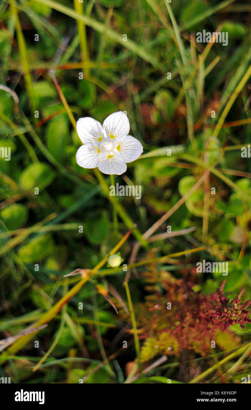 The single flower head of Grass of Parnassus, Parnassia palustris, on ...