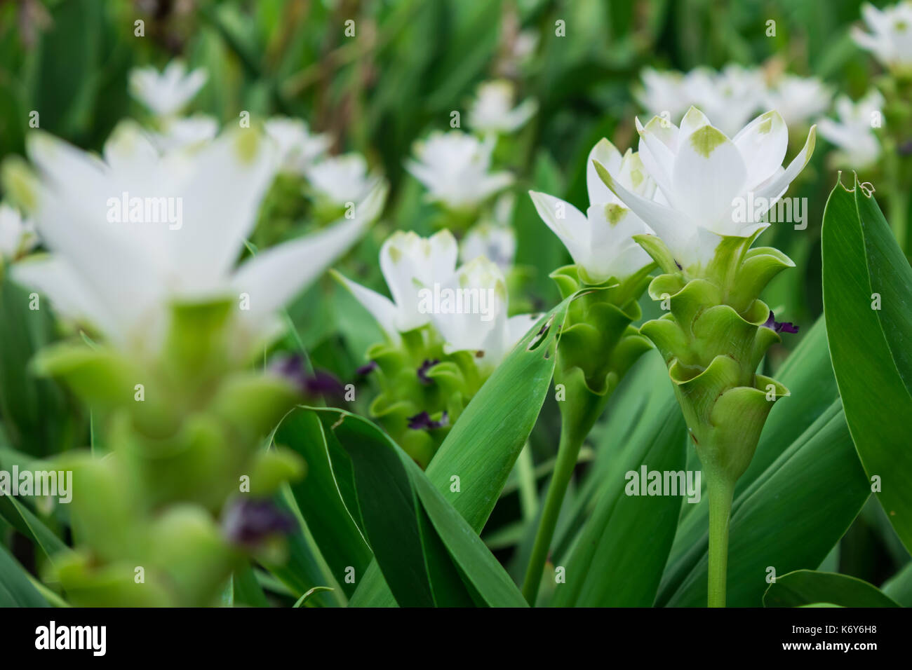 White curcuma flowers or siam tulip flower in the plantation garden or ...