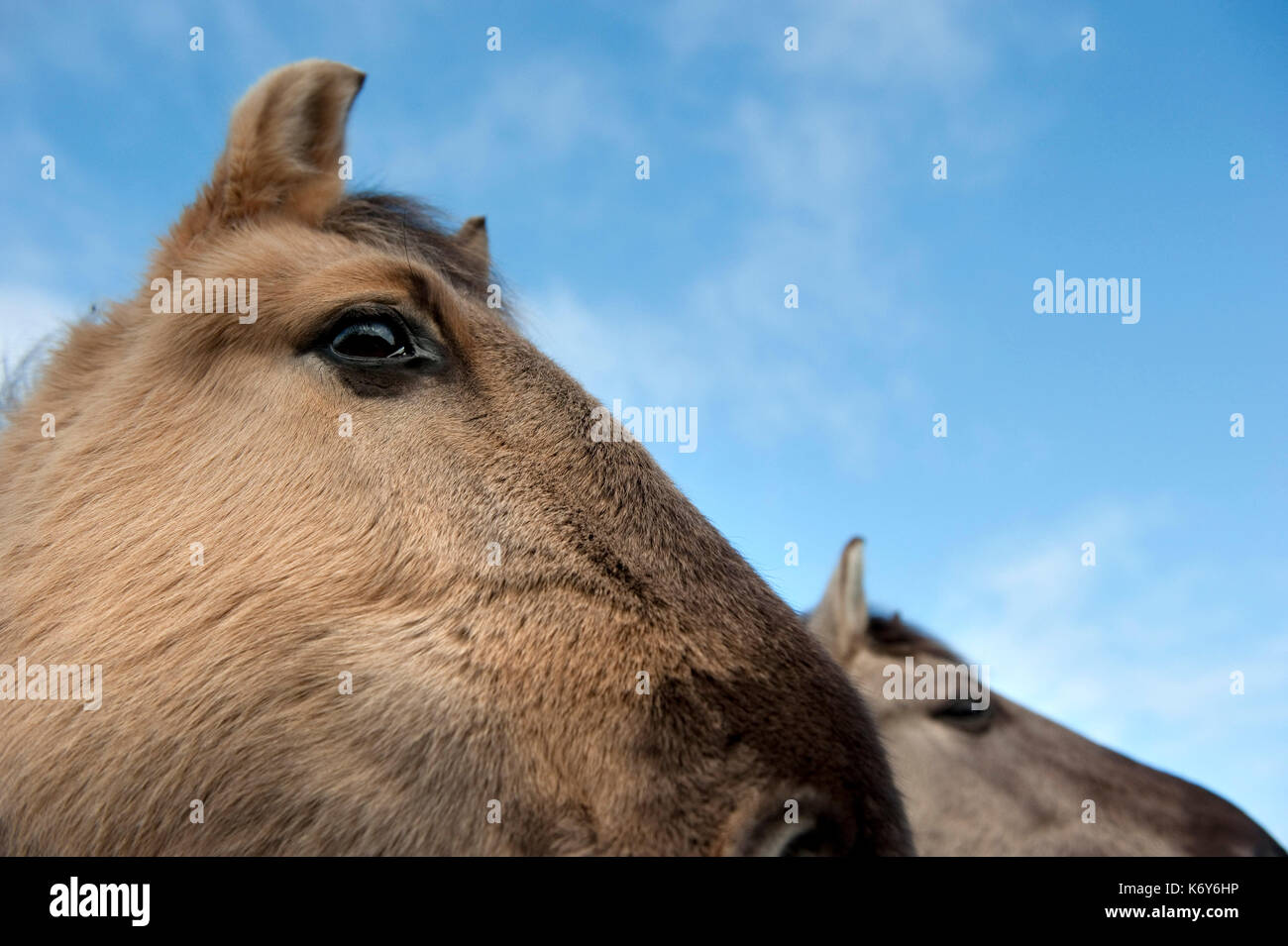 Konik Horse, Kent UK, close up portrait, direct descendants of the ...