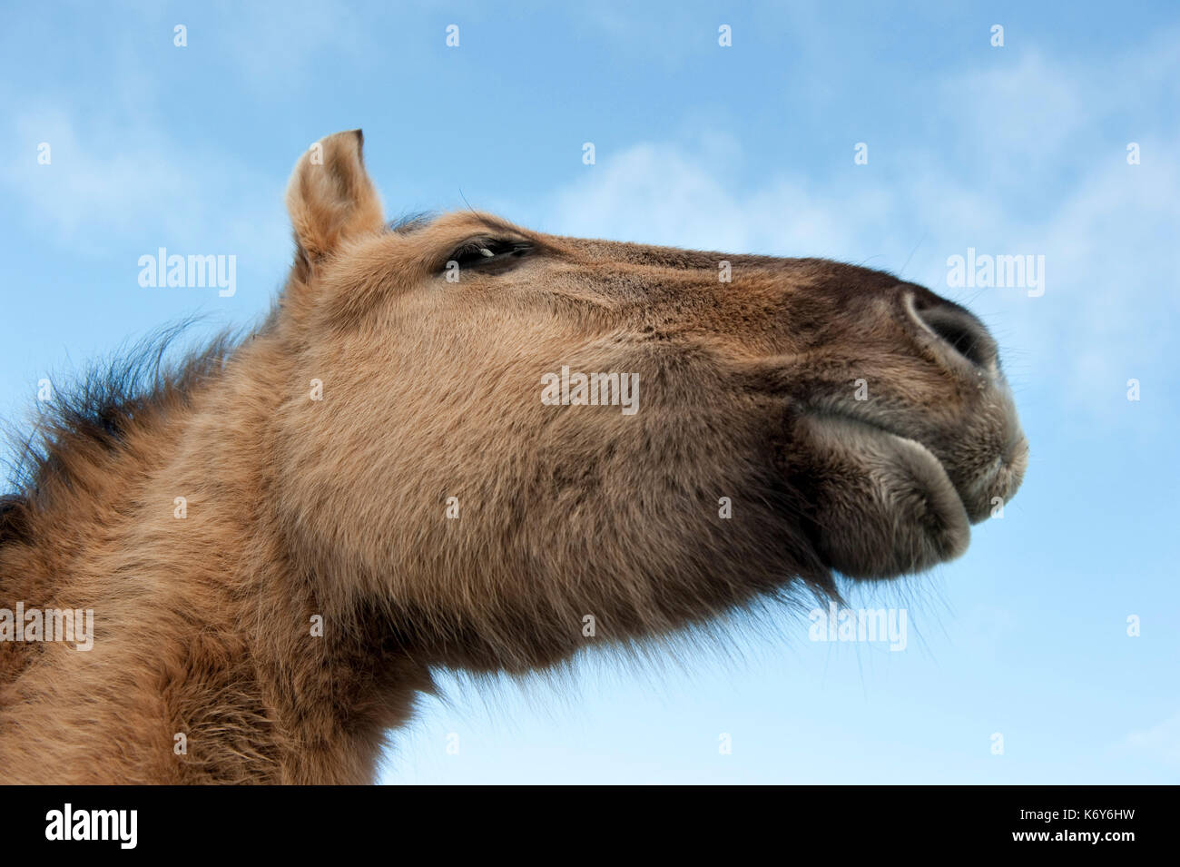 Konik Horse, Kent UK, close up portrait, direct descendants of the ...