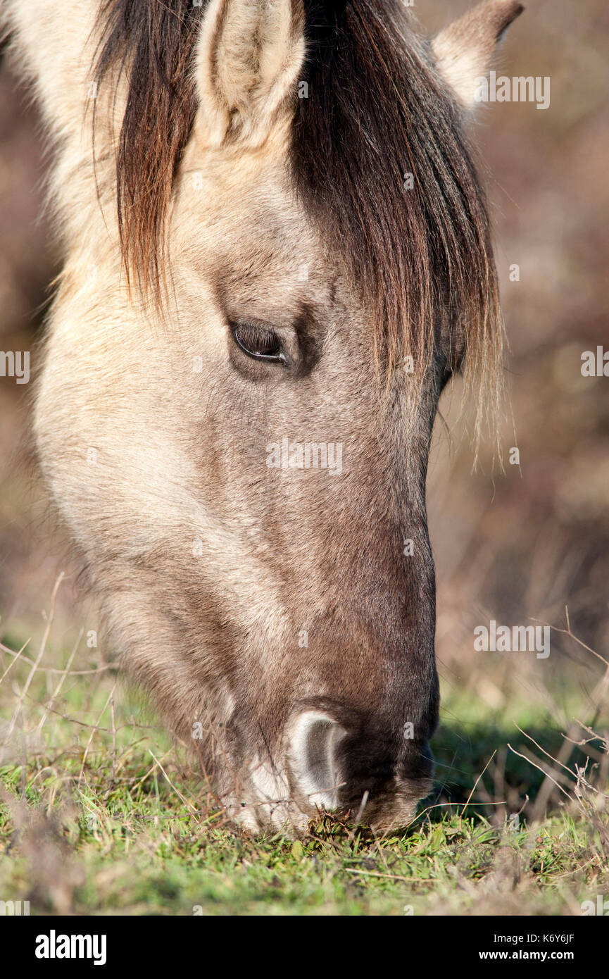 Konik Horse, Kent UK, grazing, feeding on grass, direct descendants of ...