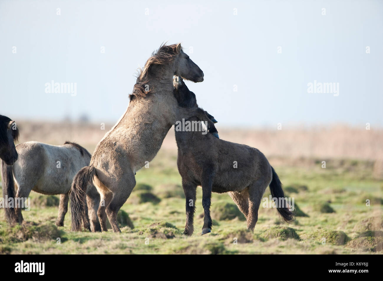 Konik Horse, Kent UK, pair of males fighting, rearing up, biting ...