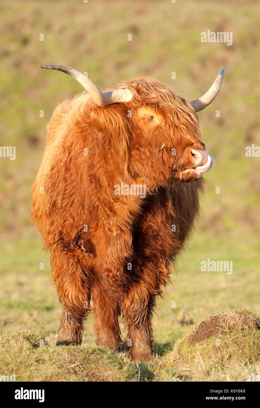 Conservation in kent hi-res stock photography and images - Alamy