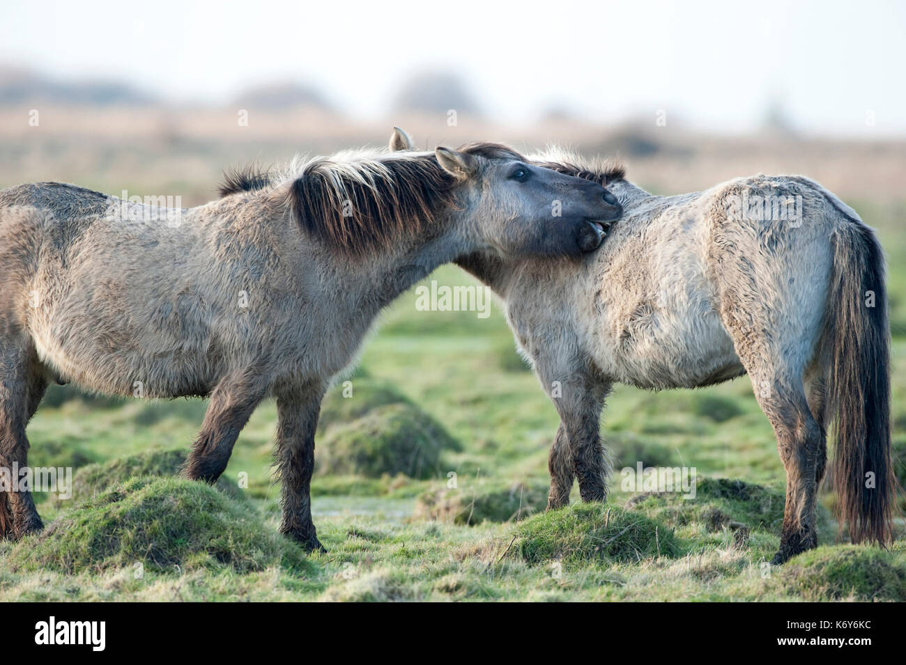 Direct descendants of the tarpan hi-res stock photography and images ...