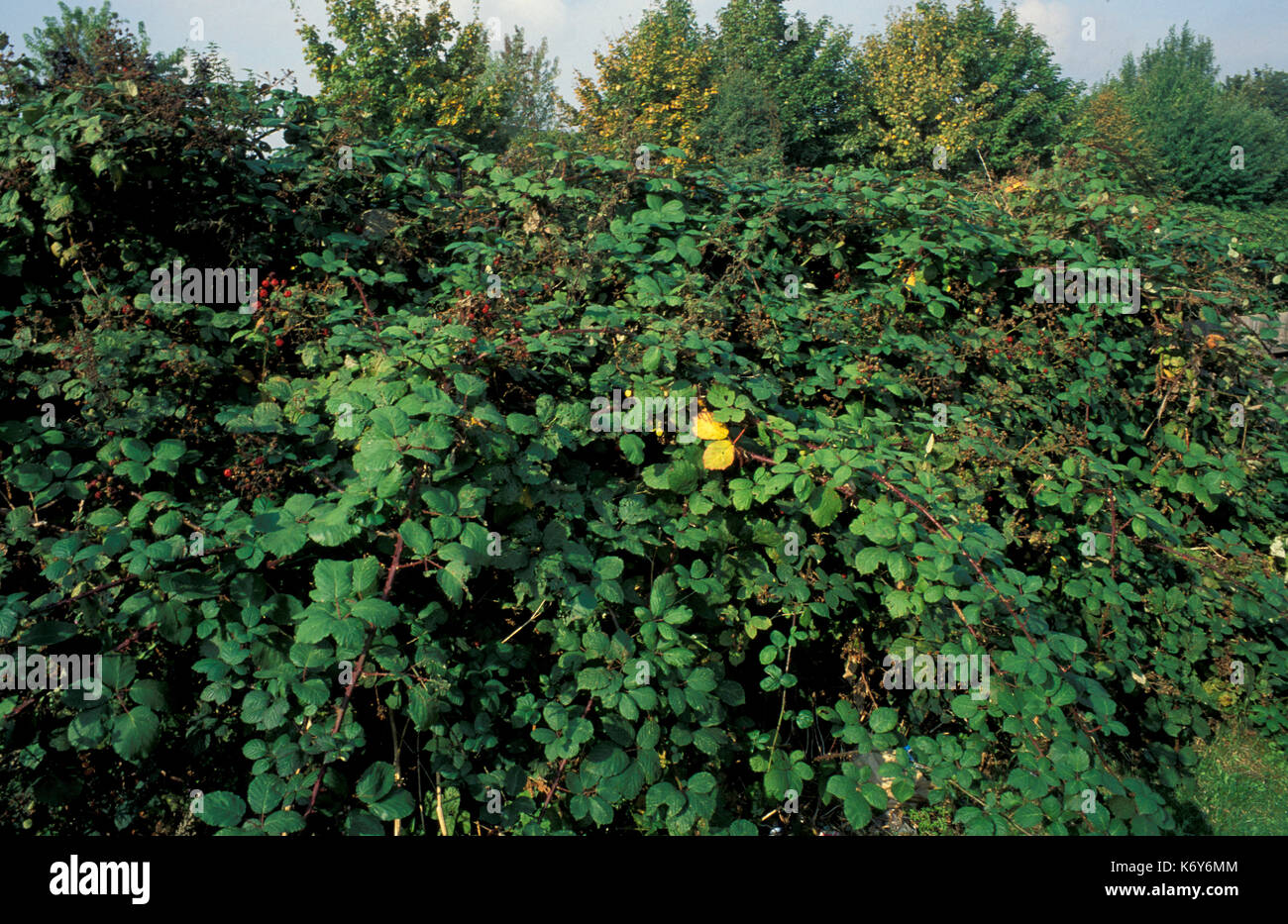 Hedgerow uk hi-res stock photography and images - Alamy