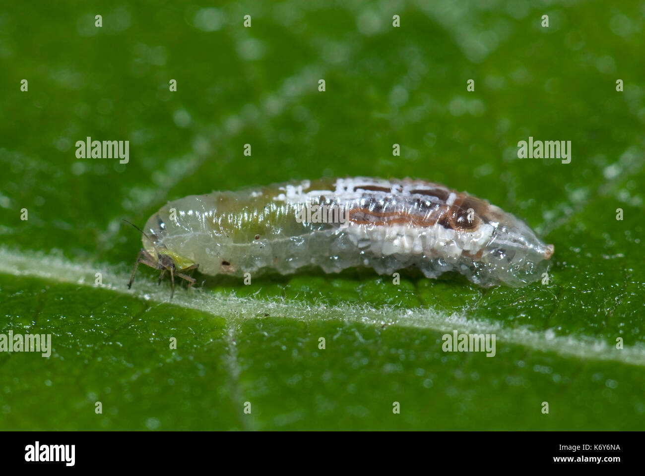 Hoverfly larvae,flower flies or syrphid flies, family Syrphidae, feeds ...