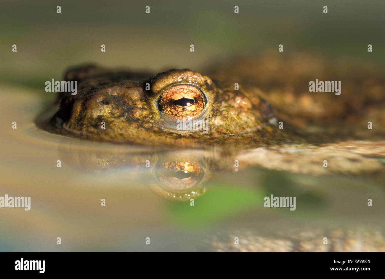 Toad in water uk hi-res stock photography and images - Alamy