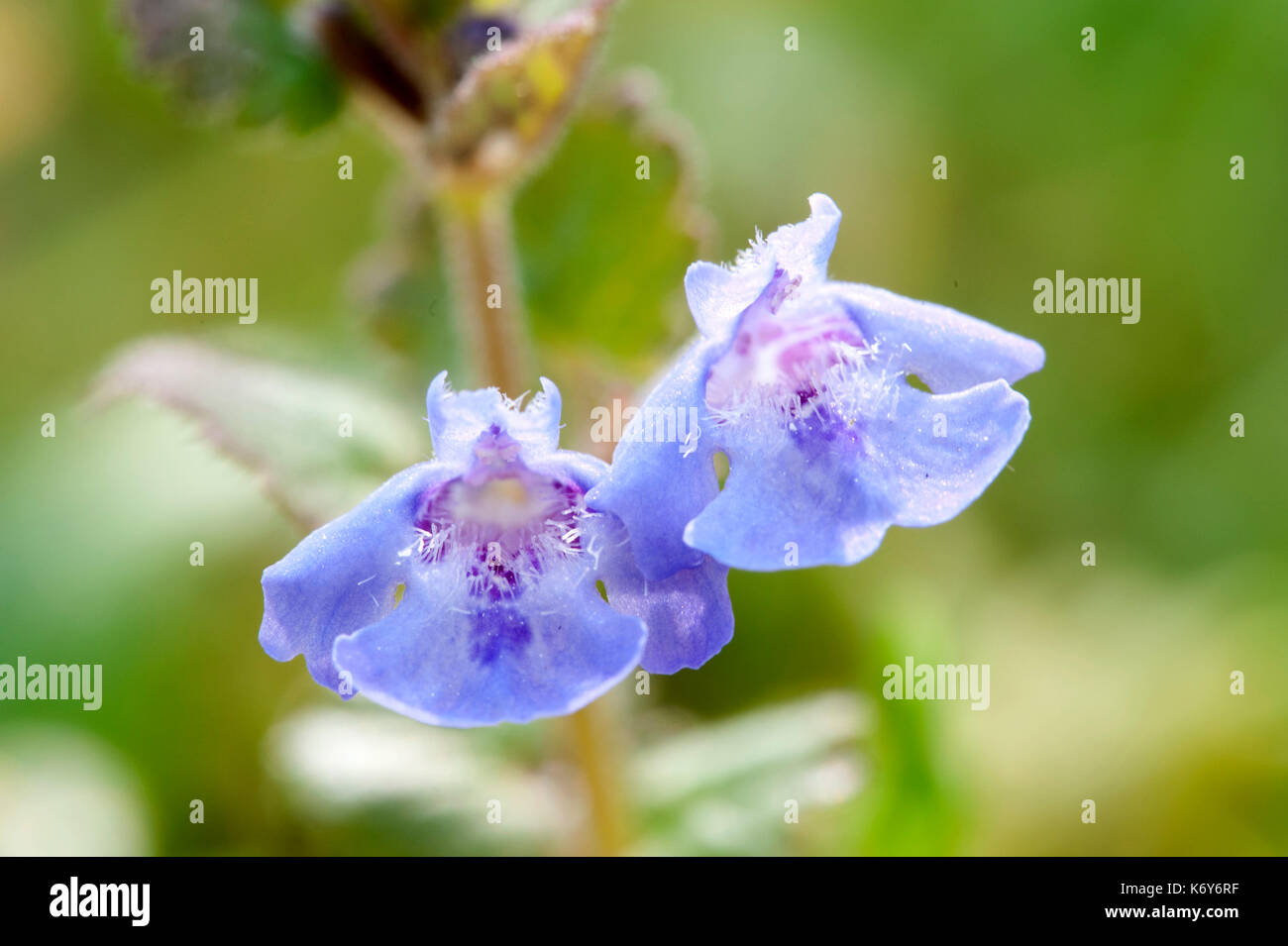 Ground Ivy, Glechoma hederacea, Monkton Nature Reserve, Thanet ...
