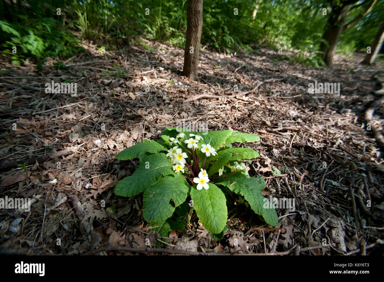 Primrose, Primula vulgaris, Monkton Nature Reserve, Thanet Countryside ...