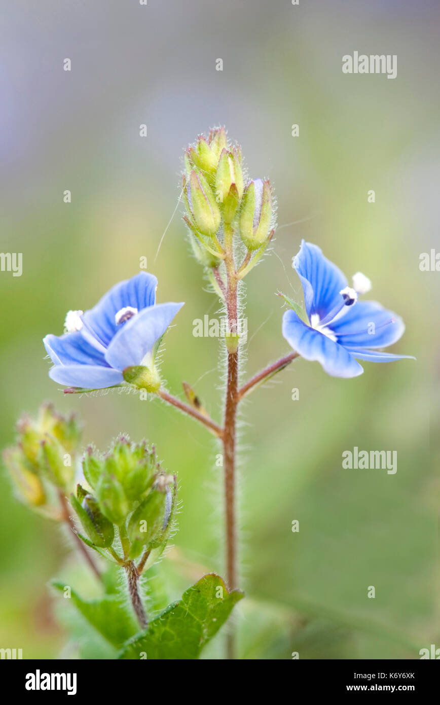 Germander Speedwell, Veronica chamaedrys, Monkton Nature Reserve ...