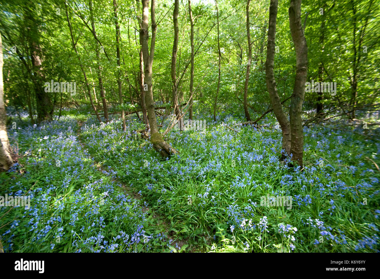 Bluebell Hill Kent High Resolution Stock Photography and Images - Alamy