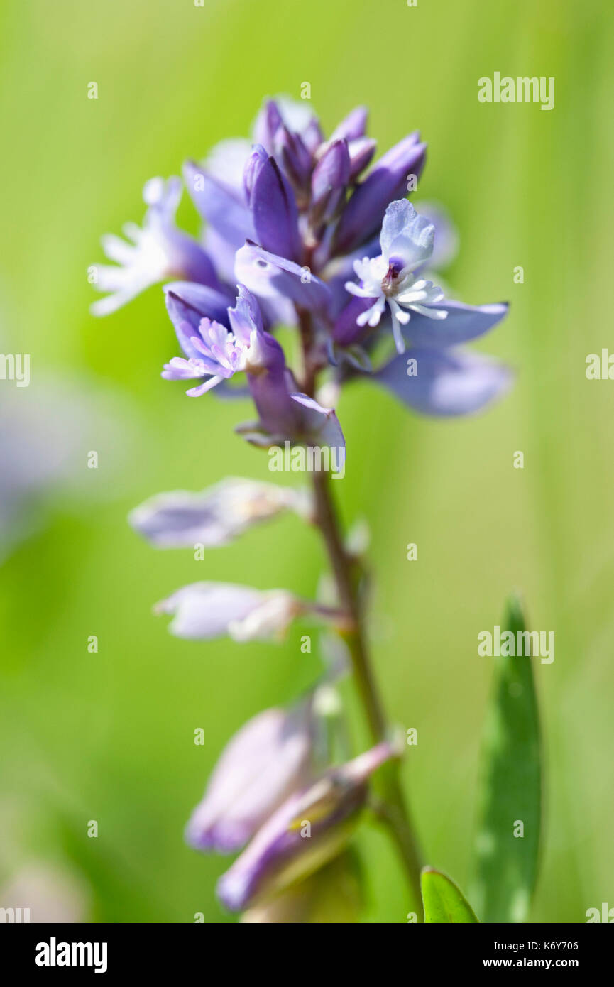 Common Milkwort, Polygala vulgaris, Lydden Temple Ewel, Kent Wildlife ...