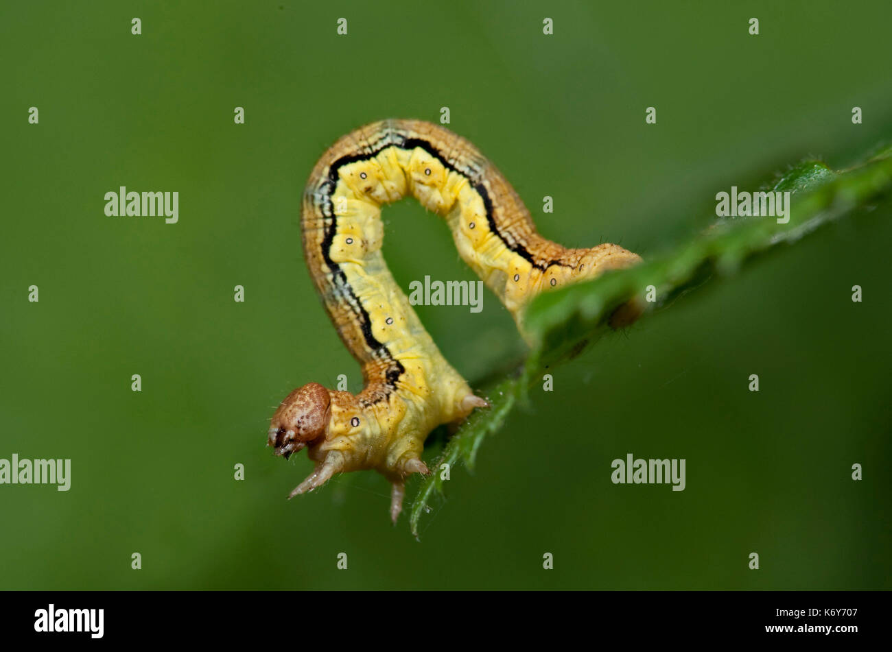 Mottled Umber Moth, Caterpillar, larvae, Erannis defoliaria, looping as ...