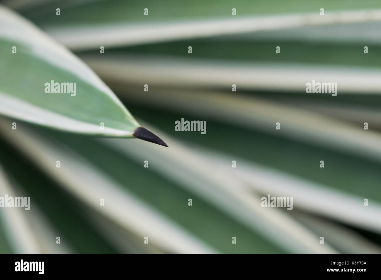 Thorn line hi-res stock photography and images - Alamy