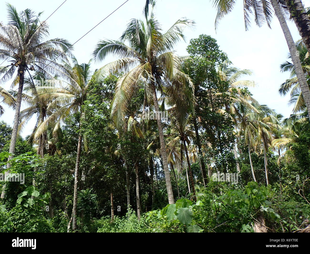 Isabela City, Philippines. 13th Sep, 2017. Thousands of coconut trees ...
