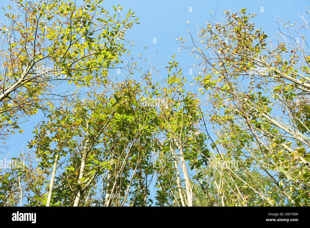Young Beech Trees, Saplings, Fagus sylvatica, Ranscombe Farm Nature ...