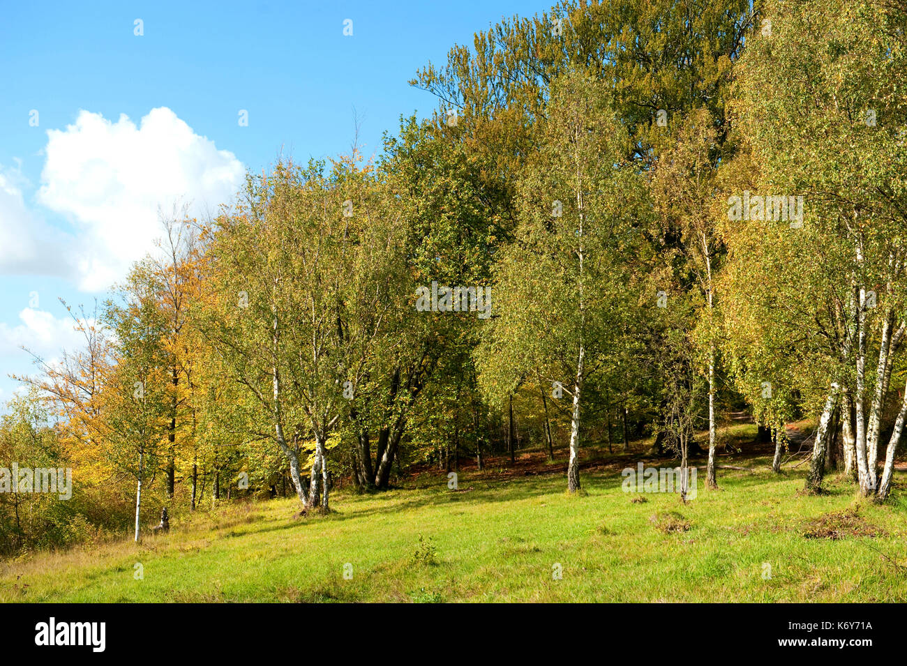 Silver Birch Trees, Betula pendula, Ranscombe Farm Nature Reserve, Kent ...