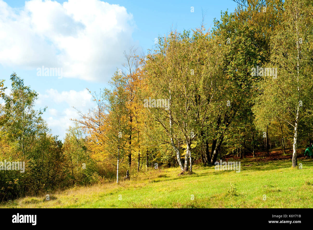 Silver Birch Trees, Betula pendula, Ranscombe Farm Nature Reserve, Kent ...